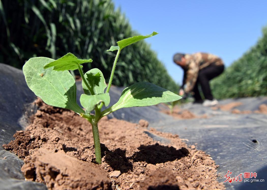 Intercropping helps promote rural revitalization in Qinyang, C China's ...