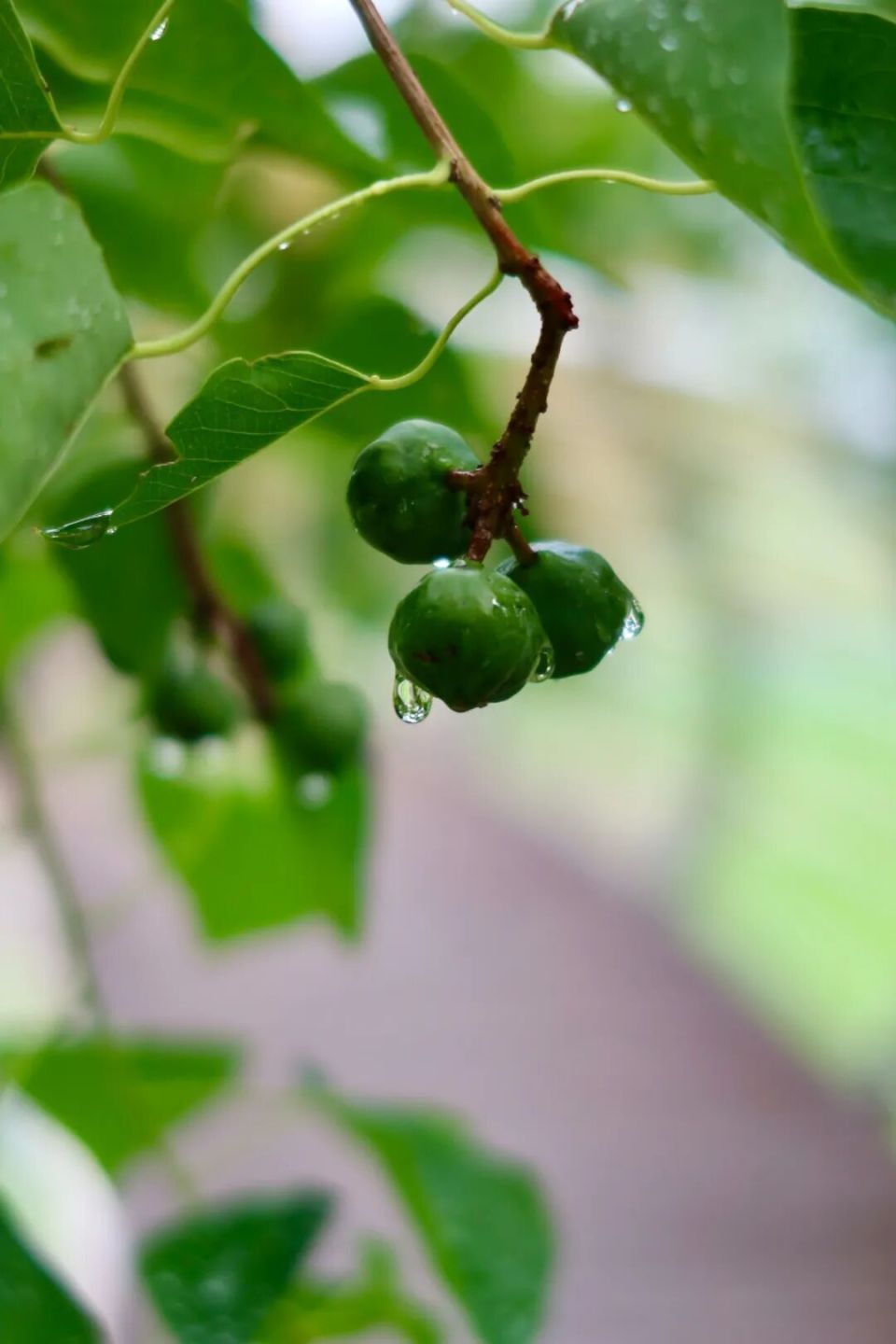 6000多年前，“城里人”是这样生活的